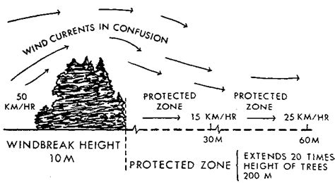 Creating A Windbreak With Trees The Tree Center