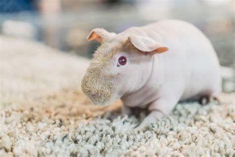 Nacktes Meerschweinchen Stockbild Bild Von Lustig Haustier 154142263