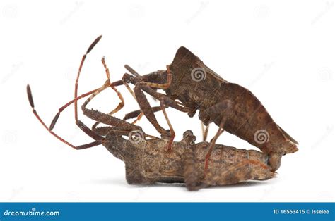 Stinkbugs Mating On A Leaf Reproduction Royalty Free Stock Image