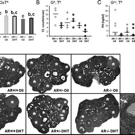 Schematic Diagram Of The Pcos Traits Displayed In This Pcos Mouse Download Scientific Diagram
