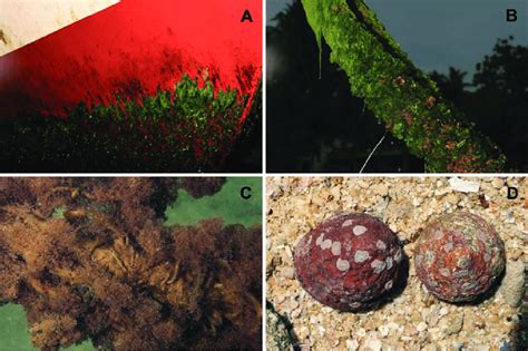 Fouling And Epizoic Algae A Fouling On A Boat Tubular And Blade Like