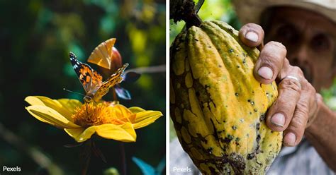 Dwindling Pollinator Populations Threaten Coffee And Cocoa Production Greatergood