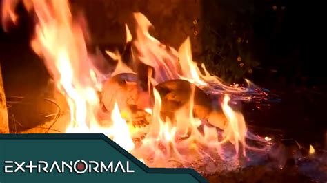 El Canto Del Gallo Extranormal Youtube