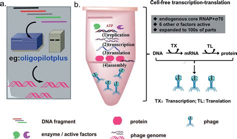 In Vitro Rebooting Strategies For Synthetic Phage Genome A De Novo Download Scientific