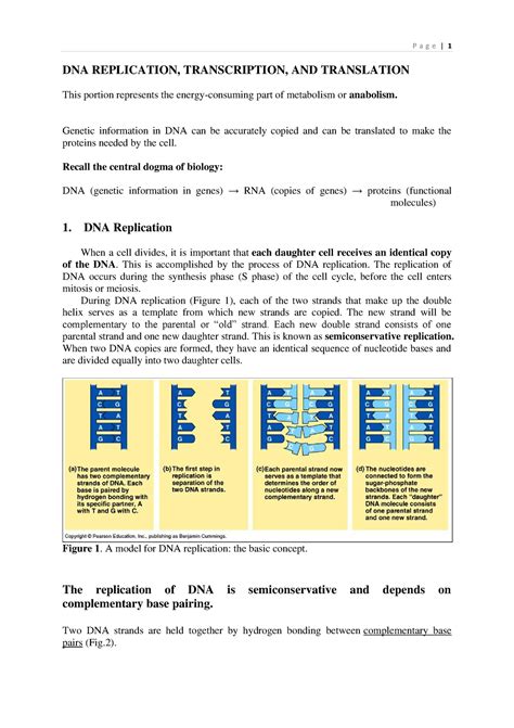 DNA Replication Transcription And Translation DNA REPLICATION TRANSCRIPTION AND TRANSLATION