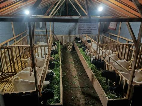 Jual Beli Sapi And Kambing Jawa Barat