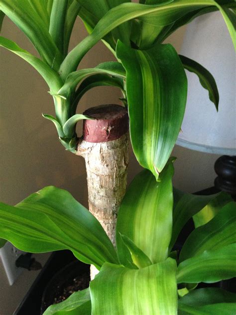 Massangeana Tall Dracaena Indoor Plants Plantshopme