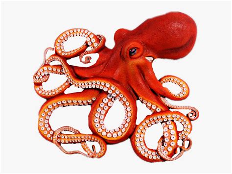 Octopus Clipart Octopus Tentacle Octopus Png Transparent Png