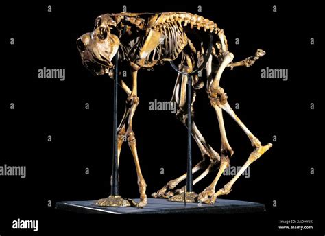 Sheep With Polymelia Preserved Skeleton Of A Sheep That Was Born With