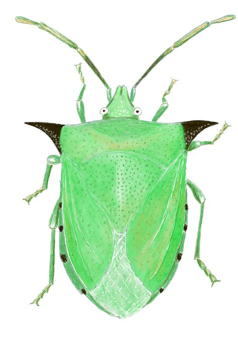 The ‘most Wanted List Of Tree Crop Bugs