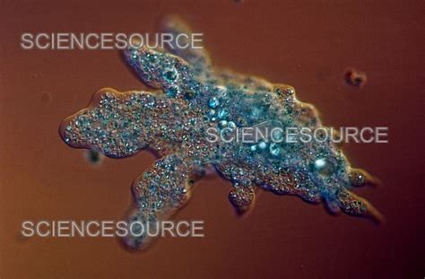 Photograph Amoeba Proteus Lm Science Source Images