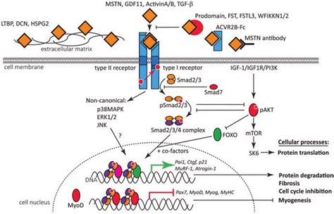 1 Overview Of The Signaling Pathway Of Myostatin And Related Tgf β