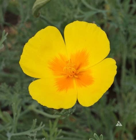 California Poppy Golden West Eschscholzia Californica Applewood Seed