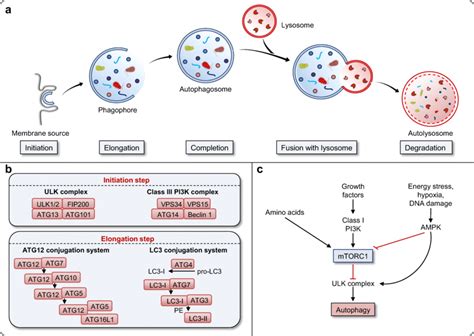Schematic Representation Of The Mammalian Autophagy Pathway A Upon