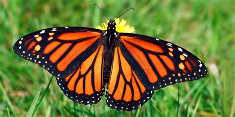 Butterfly Insect Face