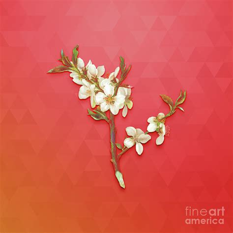 Vintage Almond Tree Flower Botanical Art On Fiery Red N1823 Mixed