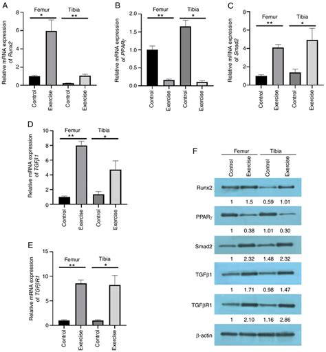 measurement of biological indices in a rat exercise model the mrna