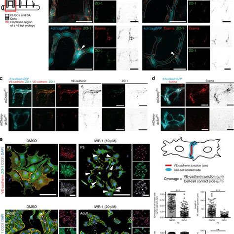 Junctional Localization Of Ve Cadherin And Esama Is Affected By Wnt Download Scientific Diagram