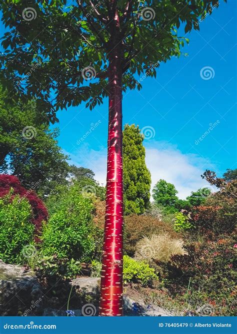 Red Trunk Of A Tree In A Garden Stock Image Image Of Garden Relax