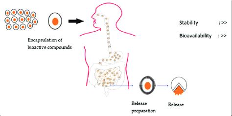 Encapsulation Of Bioactive Compounds And Release In Git The Download Scientific Diagram