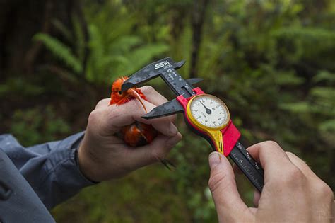 Newsletters Maui Forest Bird Recovery Project
