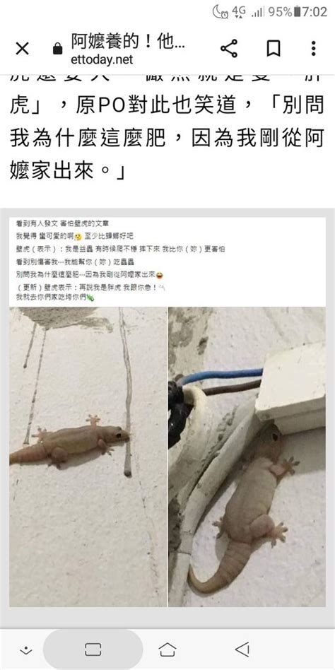 問卦 你們要壁虎多 還是蚊子多呢？ Gossiping板 Disp Bbs