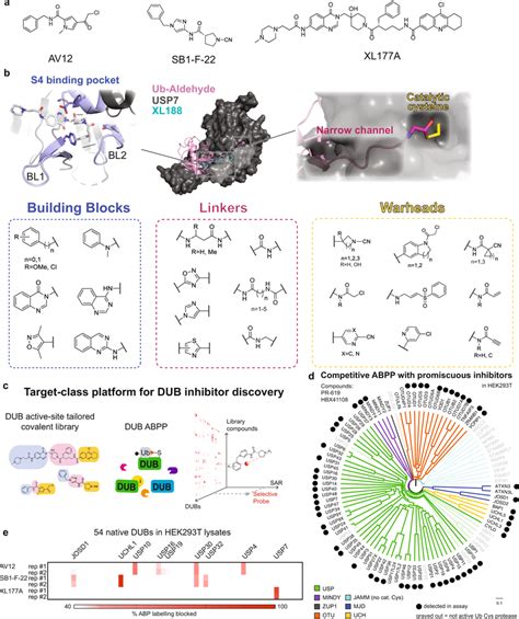A DUB Tailored Inhibitor Discovery Platform A Structures Of DUB