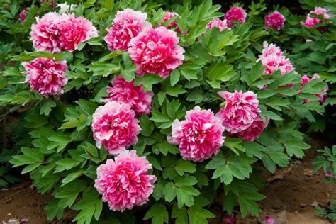 15 Perennials That Grow In Zone 4 Garden Lovers Club