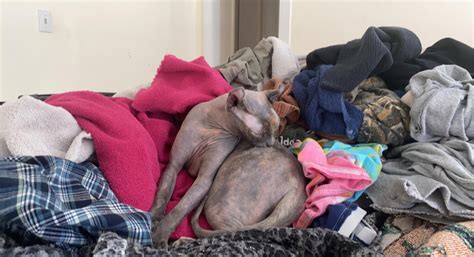 Laundry Princess 👑 Rsphynx