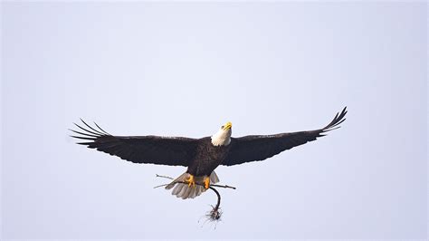 Swfl Eagle Cam Back Up And Running Has M15 Found A New Mate