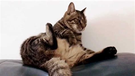 看小狸花猫舔毛每次都感觉好辛苦 腾讯视频