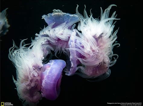 Best Jellyfish Images On Pinterest