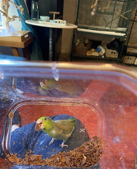 Keep Dreaming Not Gonna Happen Buddy Rparrotlet