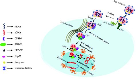 Retrovirus Life Cycle