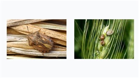 حشره کش لامبدا سای هالوترین مبتکر اندیشان