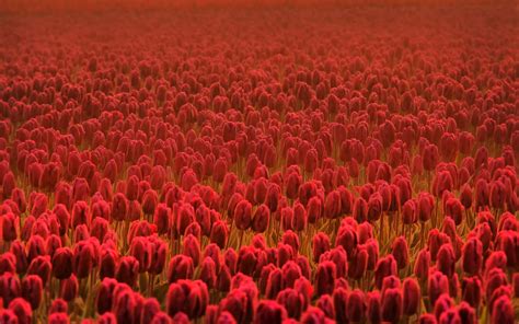 Fondos De Pantalla Naturaleza Rojo Tulipanes Campo Flores Rojas