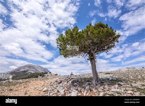 The Juniper Tree In The Form Of A Coniferous Tree And Shrub Is A