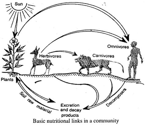 What Is Ecosystem Type Components Functions SCIENCE S World