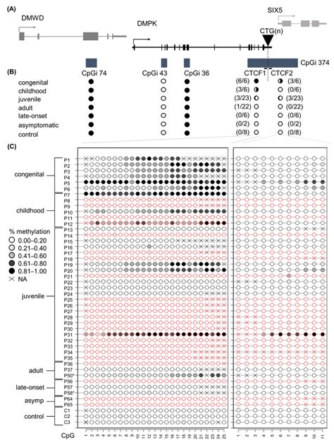Dna Methylation Profile At The Dmpk Locus In Dm1 Blood Samples