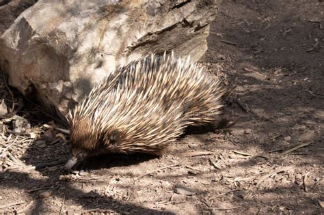 An Echidna Looking For Ants To Eat Stock Image Image Of Spikes