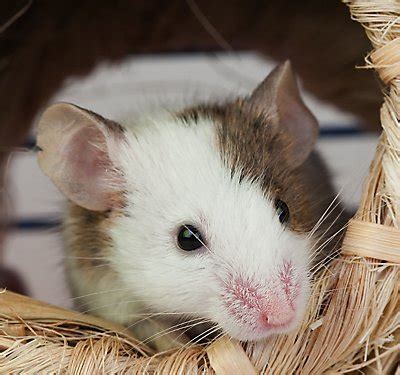 Fancy Rat Care Guide Petsmart