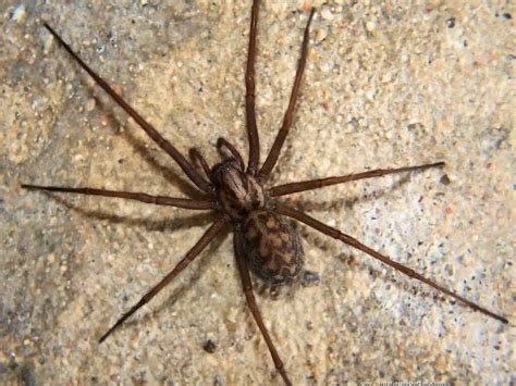 Tegenaria domestica Tégénaire domestique AquaPortail