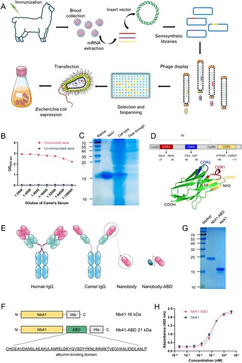 Identification Expression And Purification Of Ceacam5 Targeted