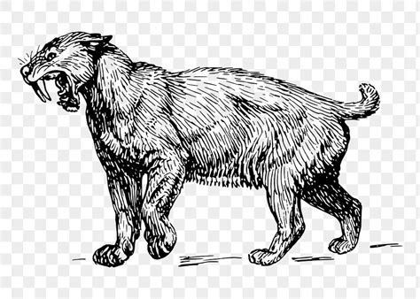76 Saber Tooth Tiger High Res Illustrations Getty Images Free