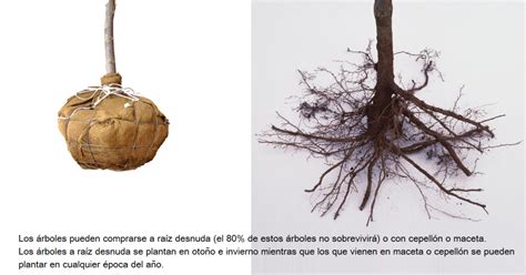 Details 48 mejor época para plantar árboles frutales Abzlocal mx