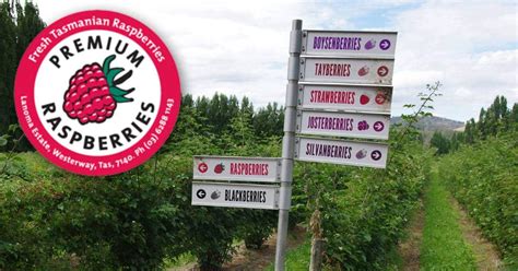 Westerway Raspberry Farm Derwent Valley And Highlands Tasmania