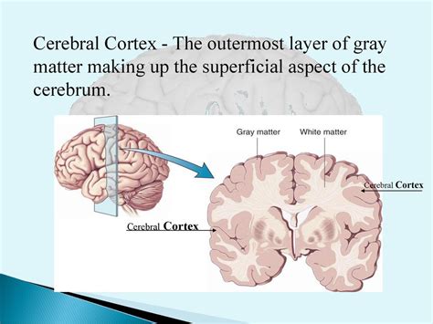 Cerebral Hemisphere Function