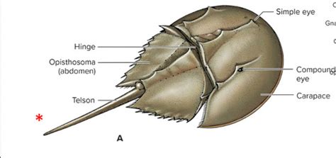 Phylum Arthropoda Flashcards Quizlet