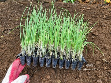 대파 키우기 파종시기 가을 대파 모종심기 수확시기 네이버 블로그