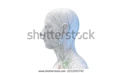머리와 목의 림프차계의 3d 렌더링된 의학적 스톡 일러스트 2212505743 Shutterstock
